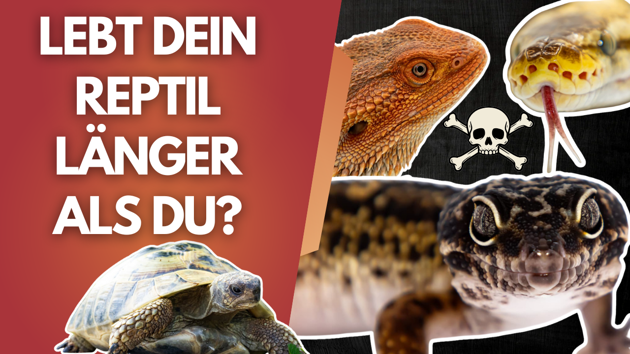 40 JAHRE mit einem Gecko?! 😱 Das musst du wissen, bevor du ein Reptil ...