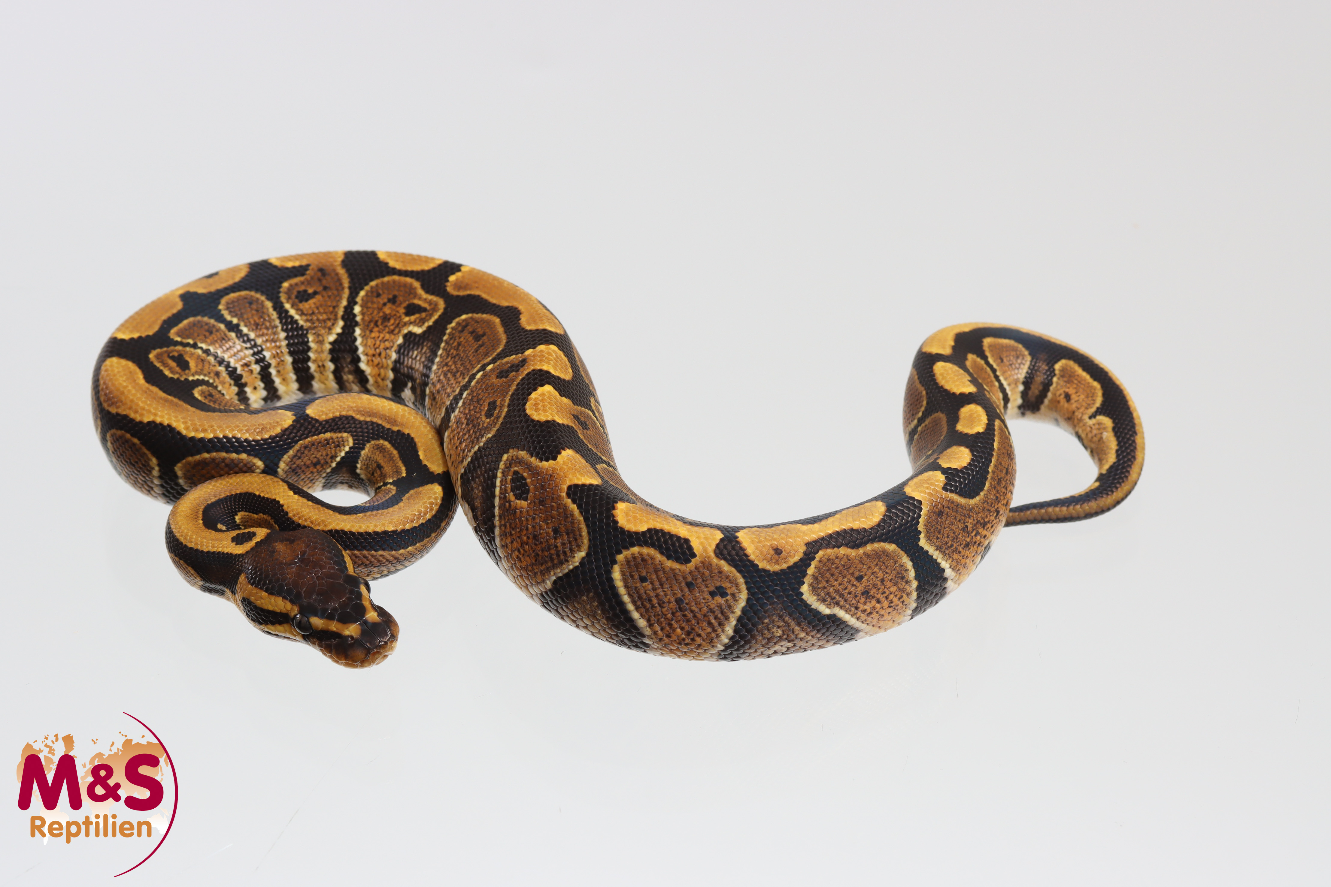 0.1 (Female) 100% hetero Ghost poss.het Caramel Königspython NZ´M&S´26 ...
