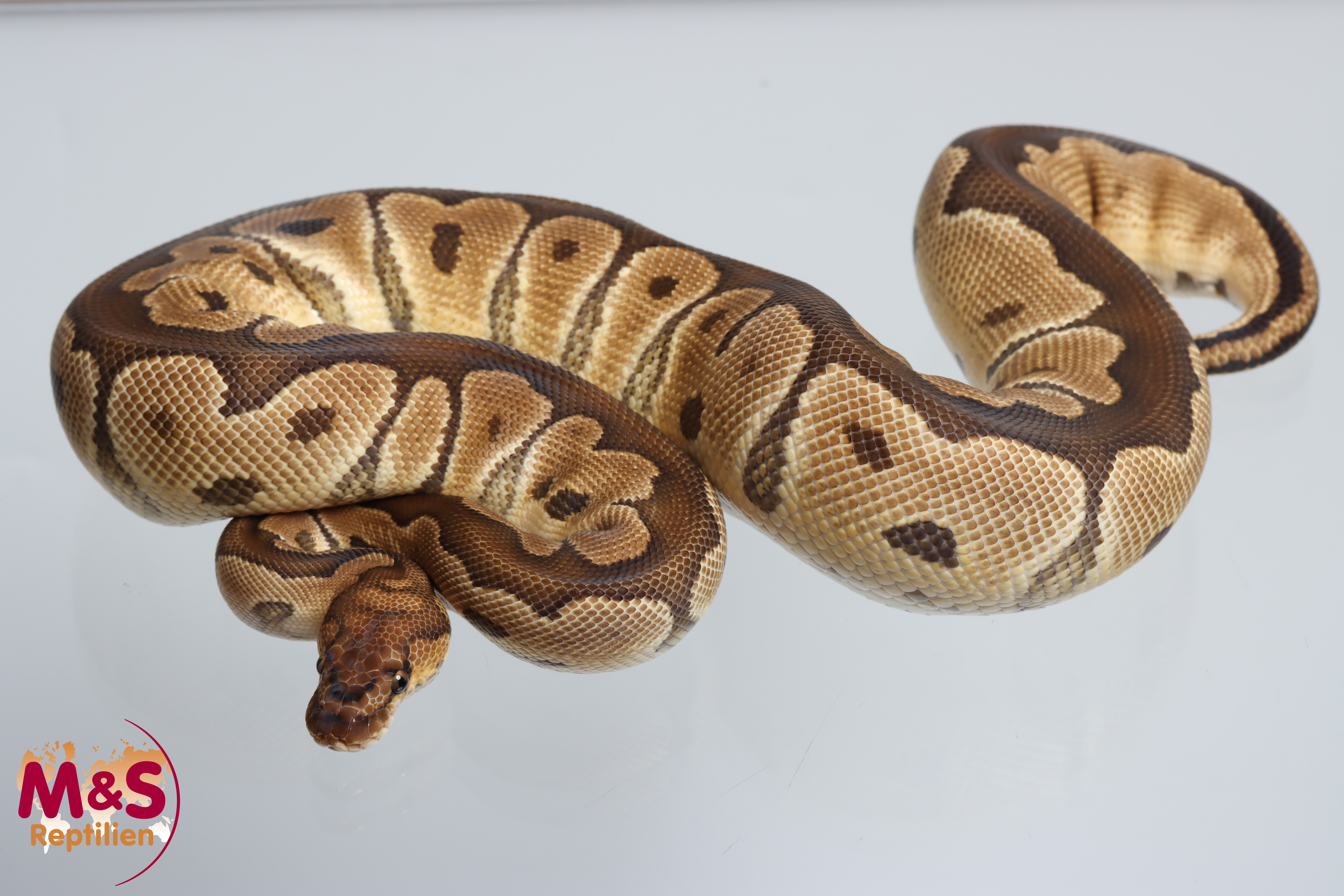 0.1 (Female) Clown Bamboo Königspython NZ' 24 (subadult-adult) Python ...