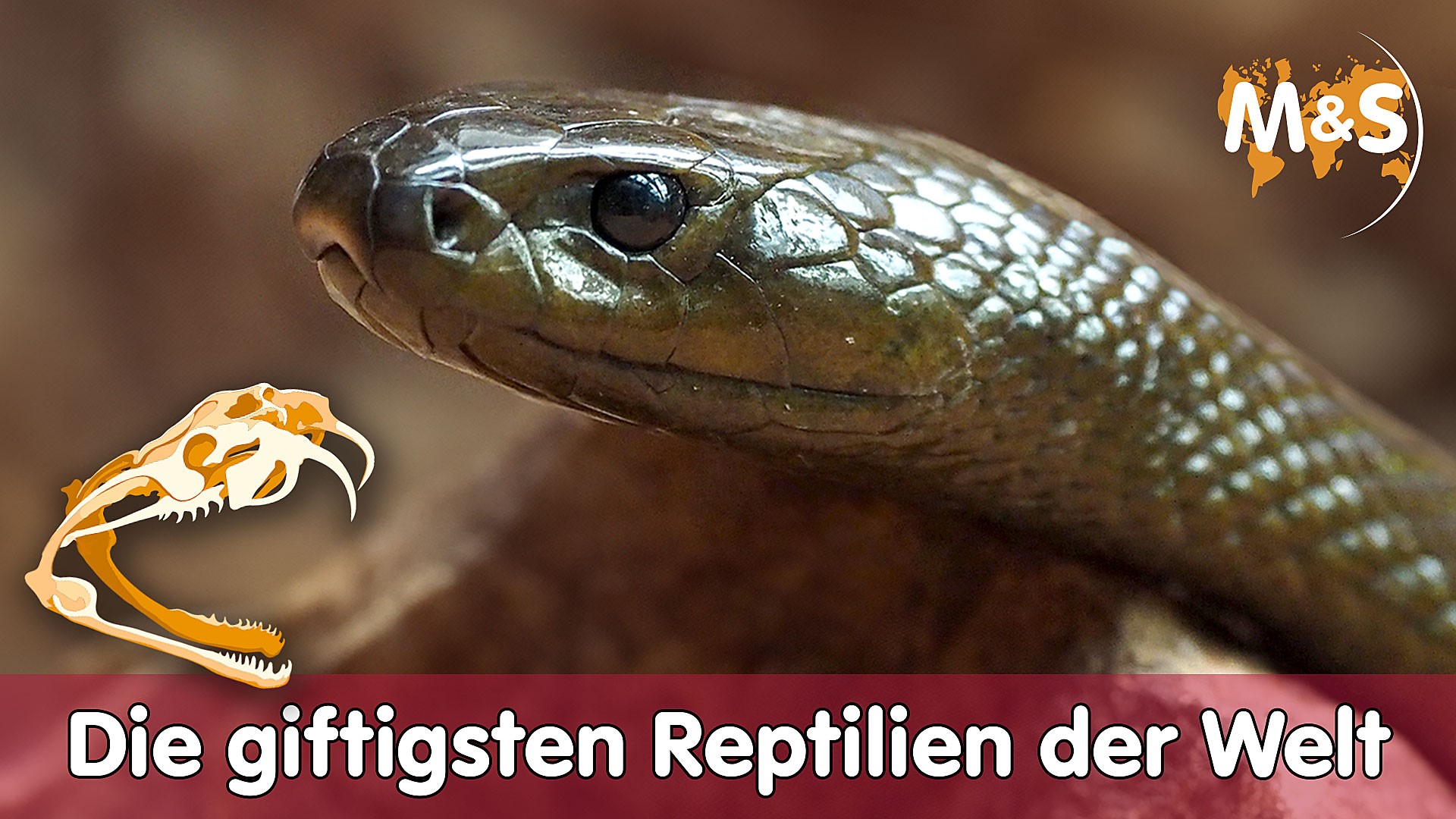 Die giftigsten Reptilien der Welt | Top 5 | MS-Reptilien