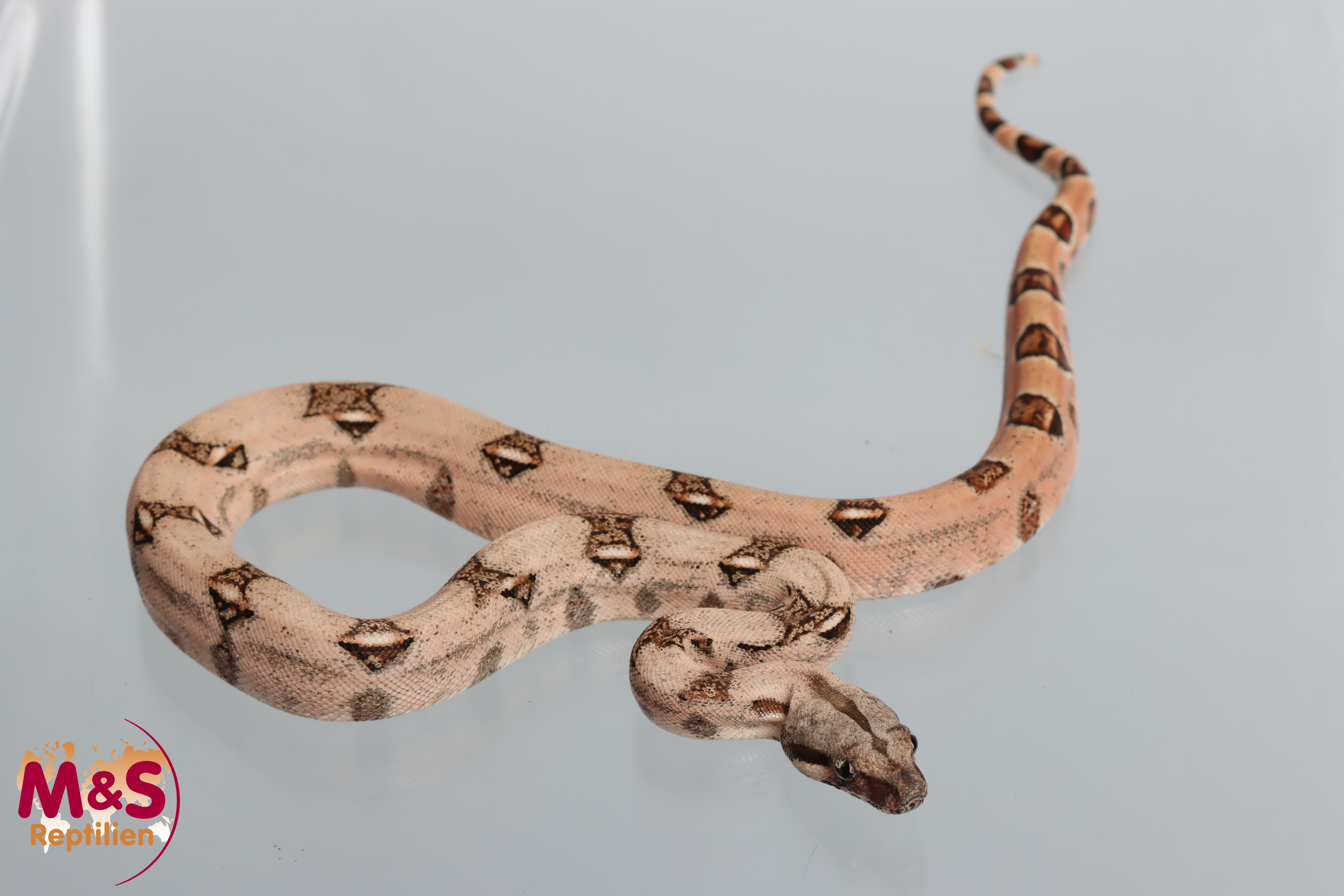 Mandarin Belly het. Blood poss Jungle Boa NZ'24 (ca. 60 cm) Boa c ...