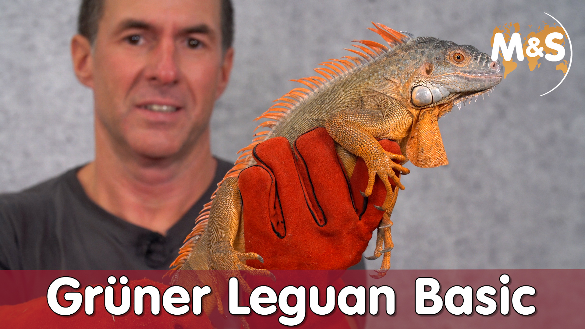 Grüner Leguan Basic | Iguana iguana | Reptil TV | MS-Reptilien