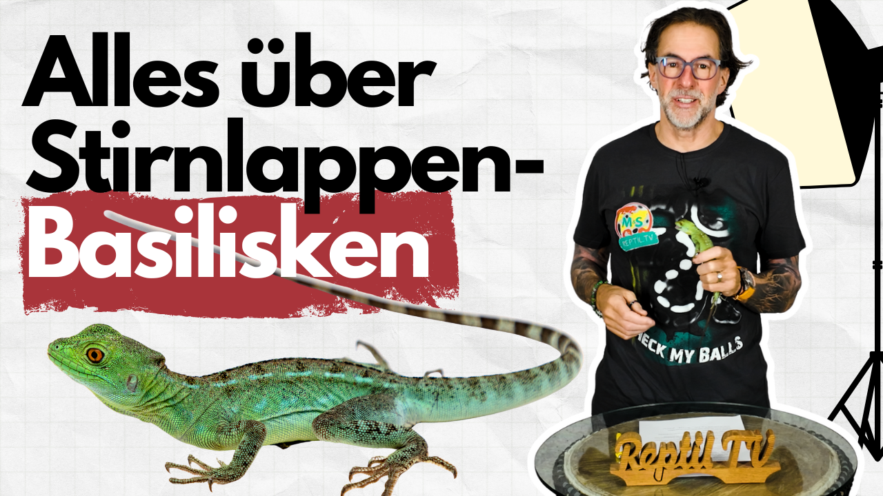 Reptil TV Basic – Alles über Stirnlappenbasilisken – Das musst du ...