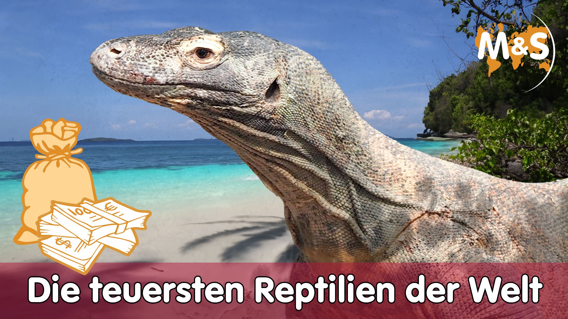 Die teuersten Reptilien der Welt | MS-Reptilien