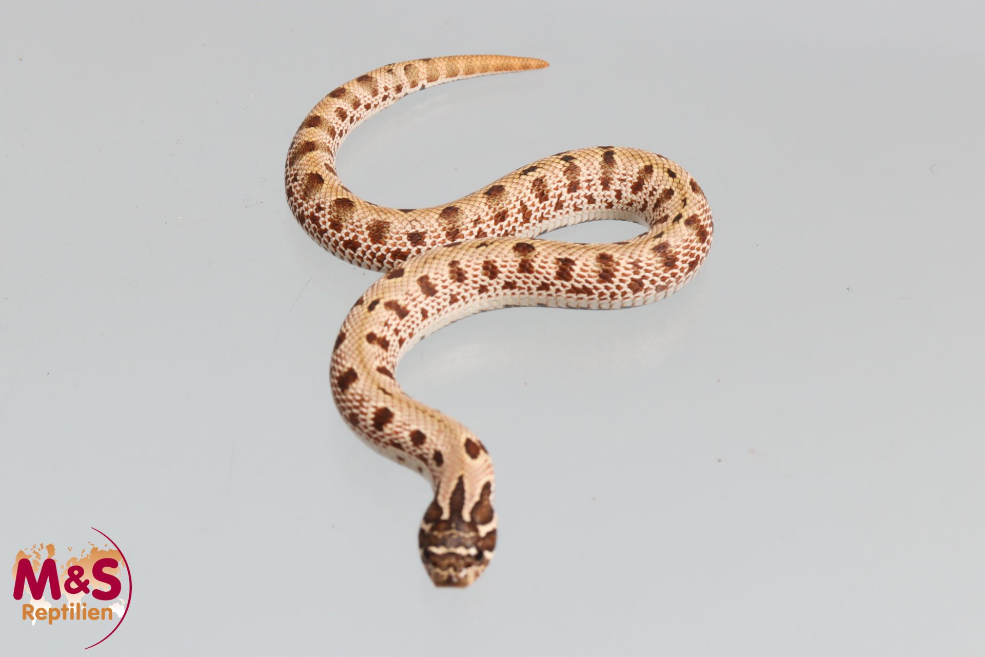 0.1 (Female) Conda Frosted Hakennasennatter NZ´26 (ca.15-20 cm ...