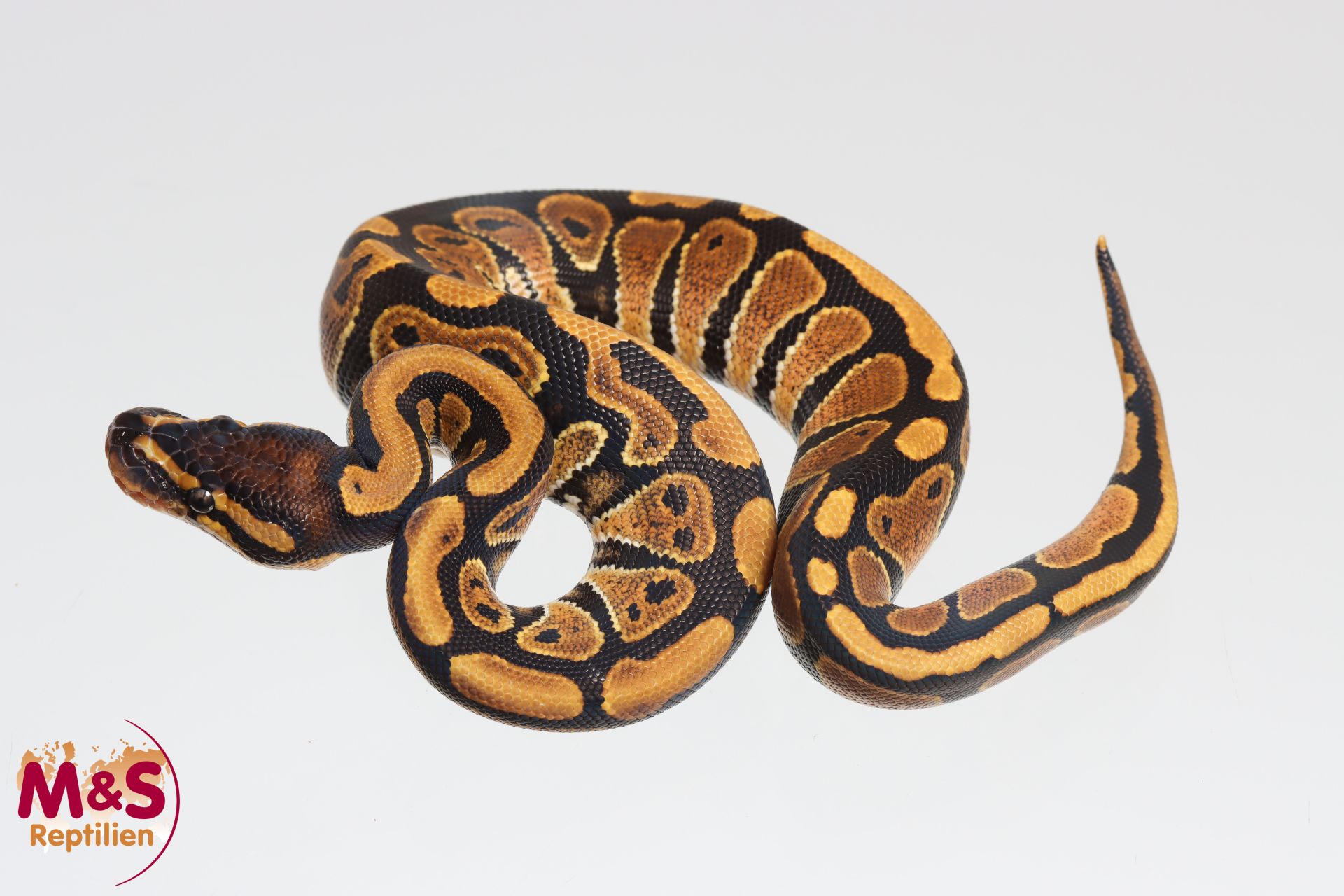 0.1 (Female) 100% hetero Ghost poss.het Caramel Königspython NZ´M&S´26 ...