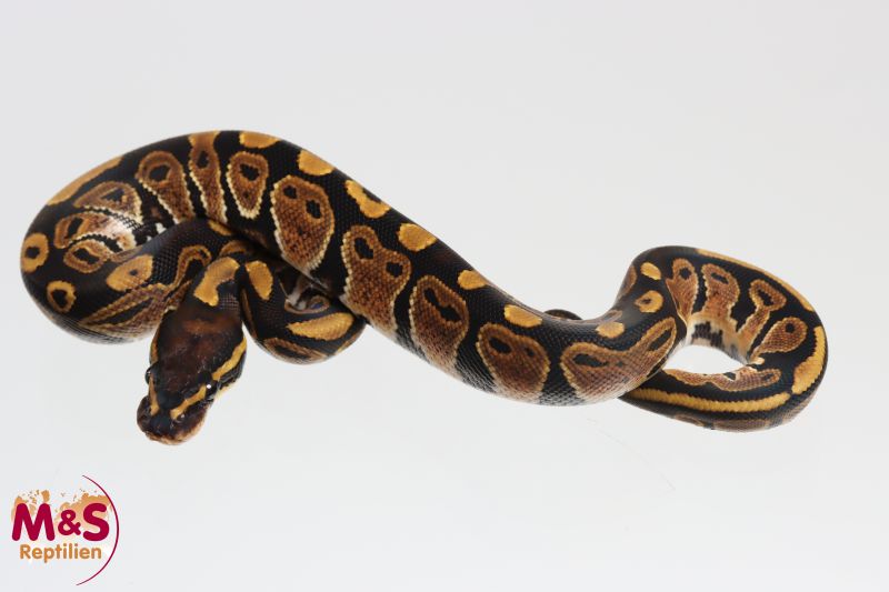 1.0 (Male) Classic Königspython NZ´M&S´26 Python regius | 26MSClass107m ...