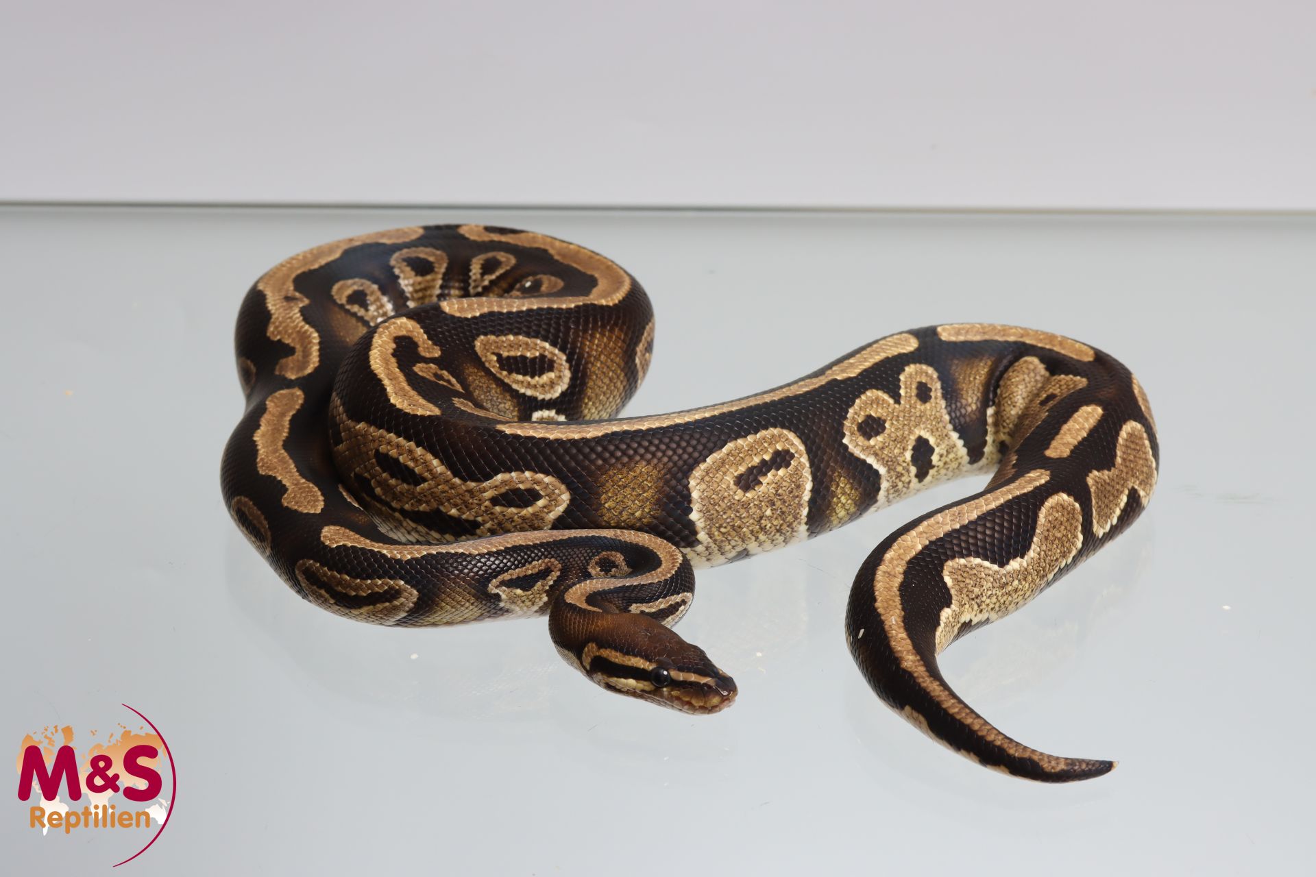 1.0 (Male) Classic Königspython NZ' 23 (adult) Python regius ...