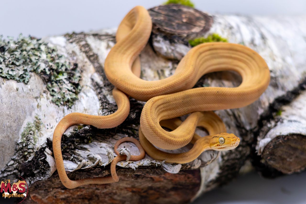 0.1 (Female) Gartenboa NZ’24 ( ca. 80 cm ) Corallus hortulanus ...