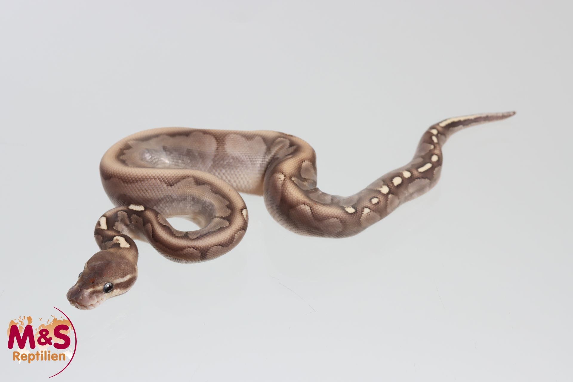1.0 (Male) Bamboo Stranger Königspython NZ´M&S´26 Python regius ...