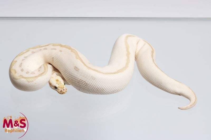 1.0 (Male) Clown Bamboo Spotnose Königspython NZ' 24 (subadult-adult ...