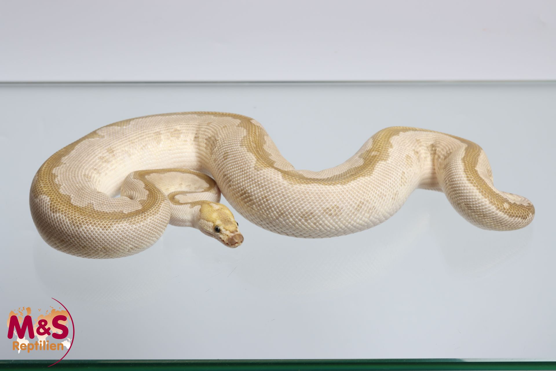 0.1 (Female) Clown Bamboo Königspython NZ' 24 (subadult-adult) Python ...