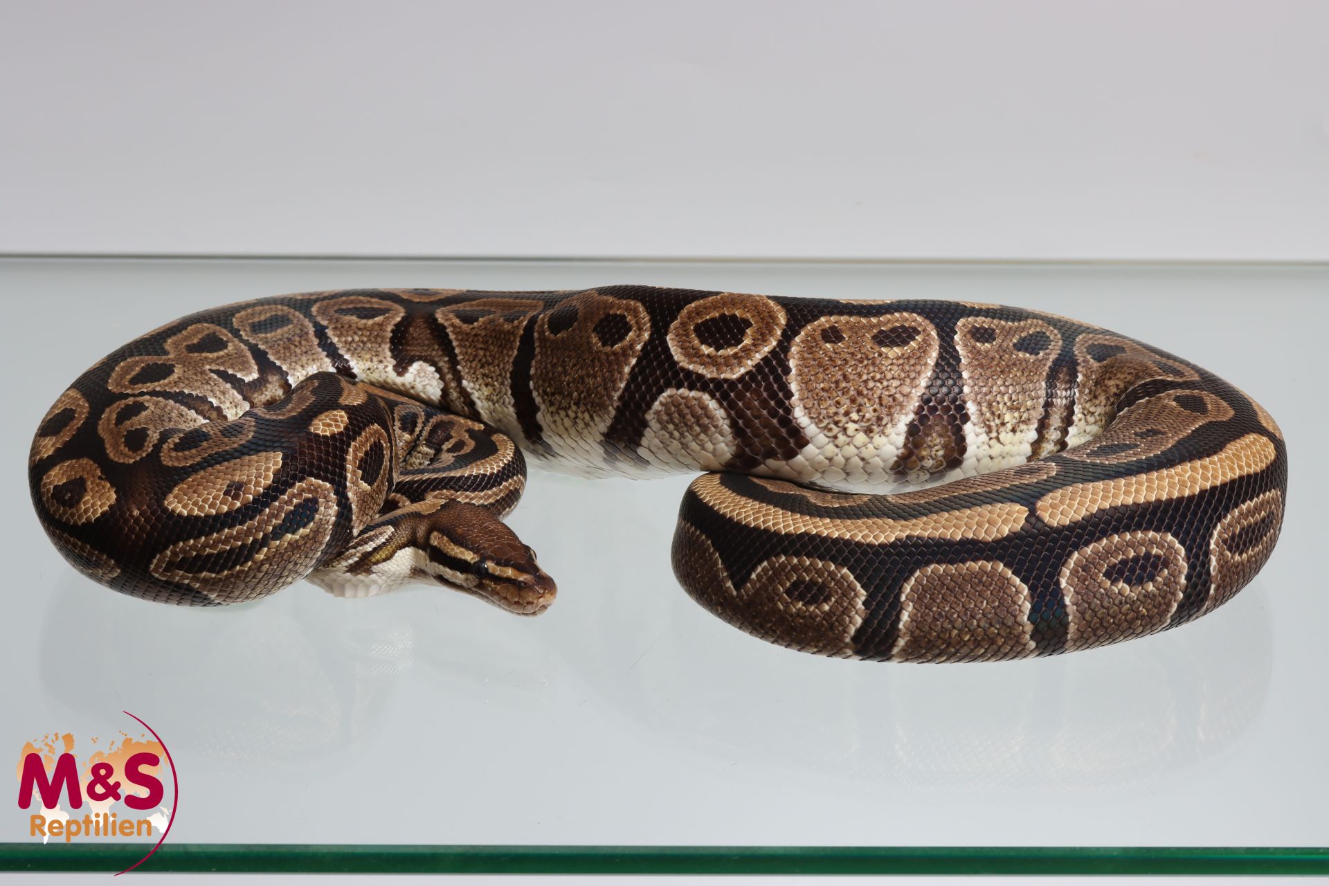 0.1 (Female) 100 % DoppelHetero Gen.Stripe-Ultramel Königspython NZ´15 ...